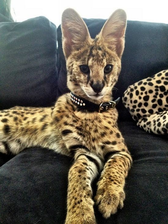 15 Things You Need to Know If You Want to Own a Serval Cat. #14 Might ...